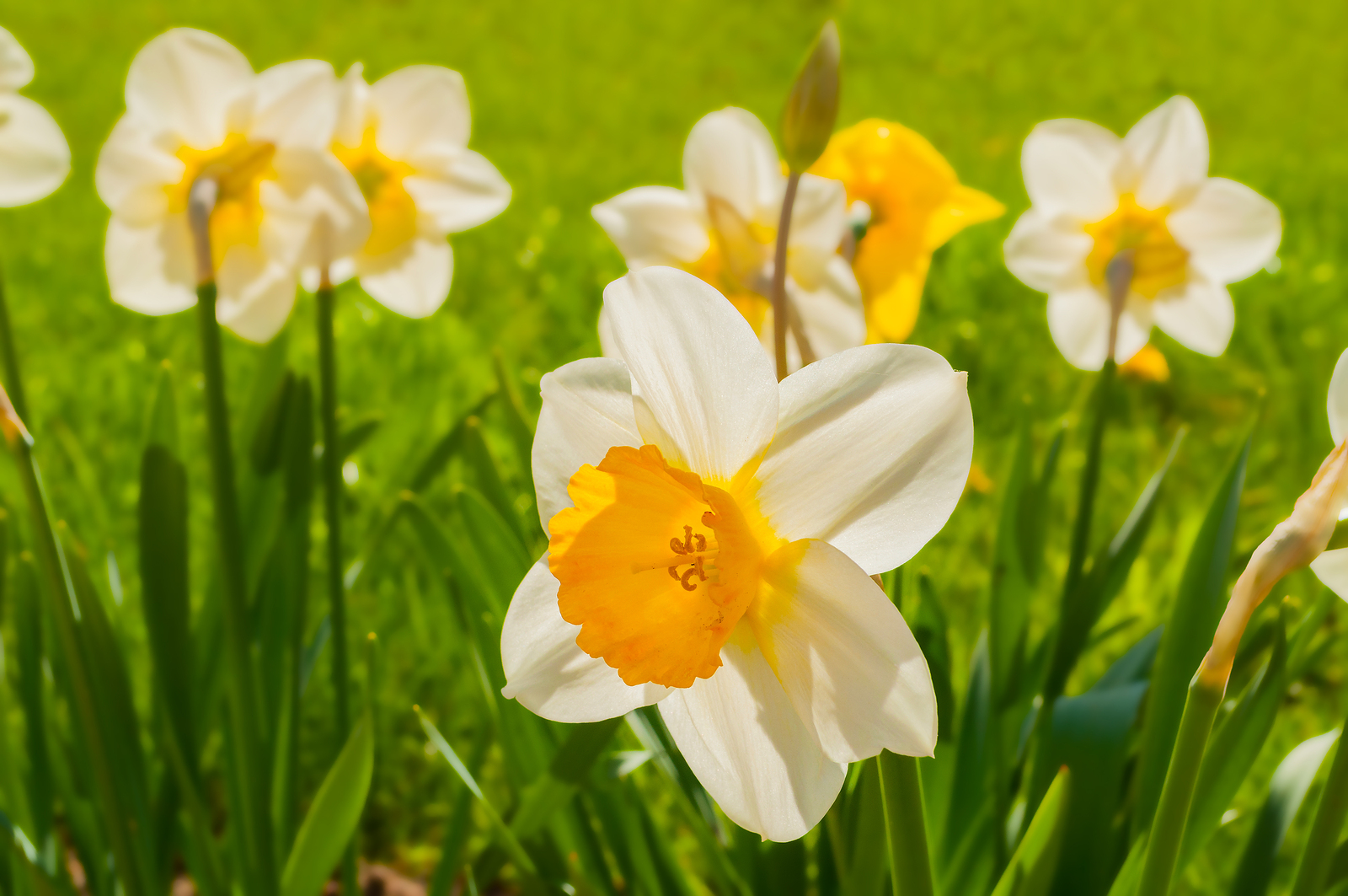 Fresh Spring Fruits and Vegetables - Pine Dove Farm